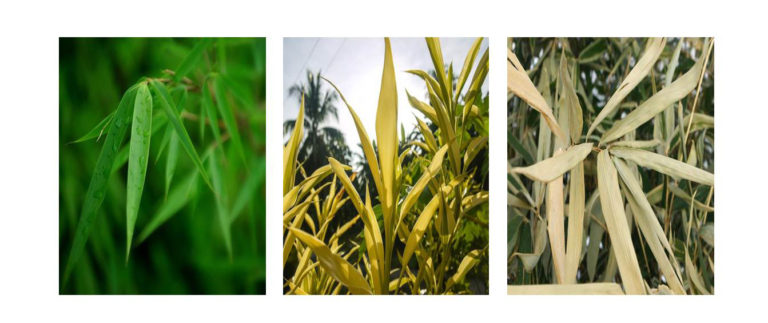 30 exciting colors of bamboo - BambuBuild